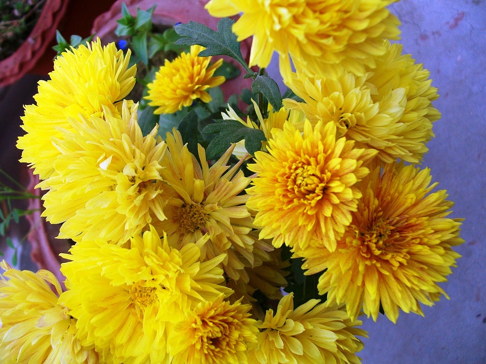 Yellow Flowers Bunch - Free photo on Pixabay - Pixabay