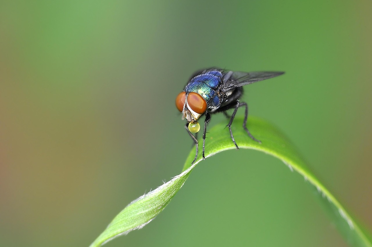 Insect Fly Leaf - Free photo on Pixabay - Pixabay