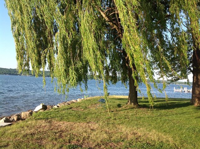 70+ kostenlose Weidenbäume und Weidenbaum-Bilder - Pixabay