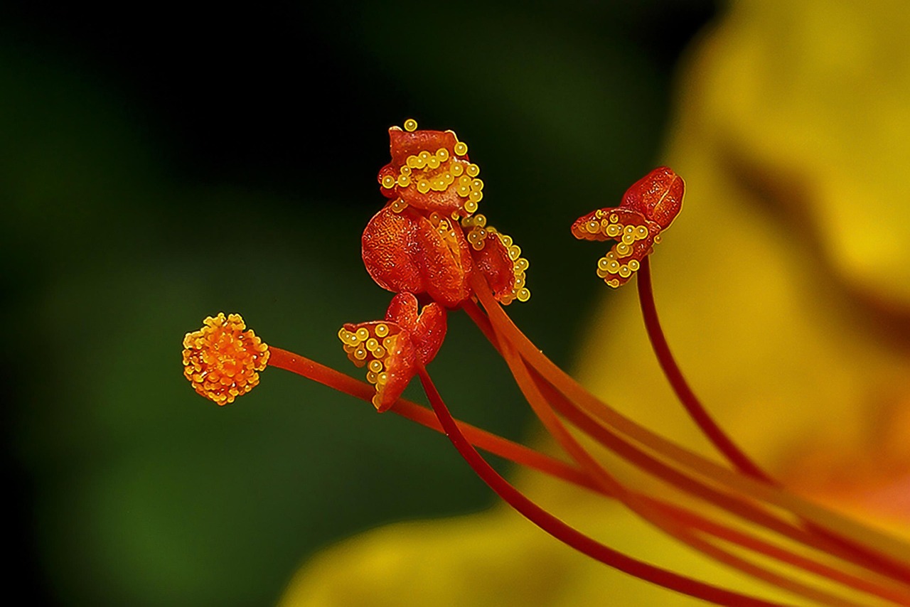 Benih Bunga Kecil - Foto gratis di Pixabay - Pixabay