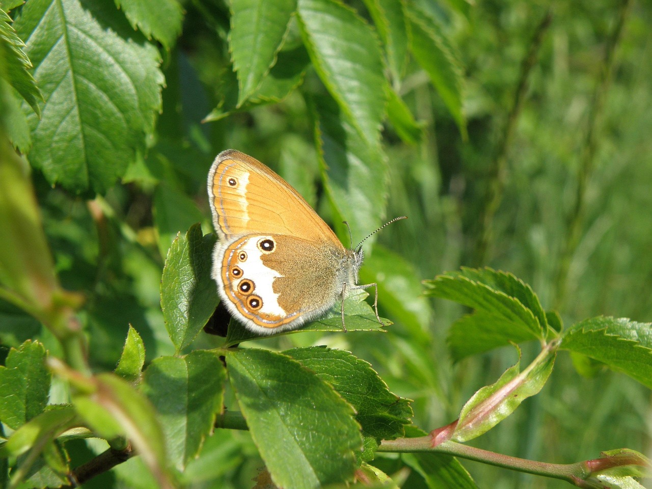 Papillon Ailes - Photo gratuite sur Pixabay - Pixabay