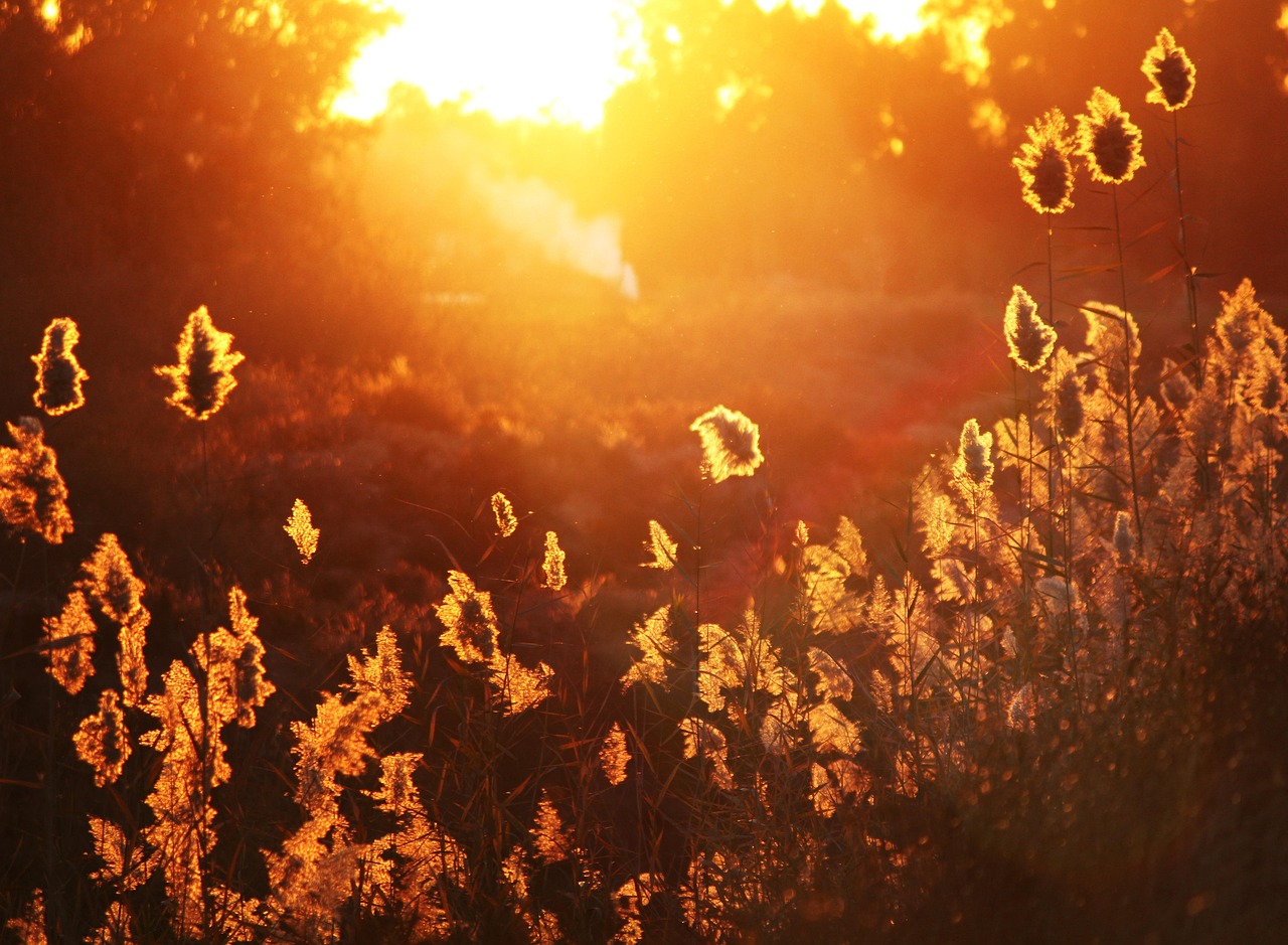 200+ Free Iraq & Nature Images - Pixabay