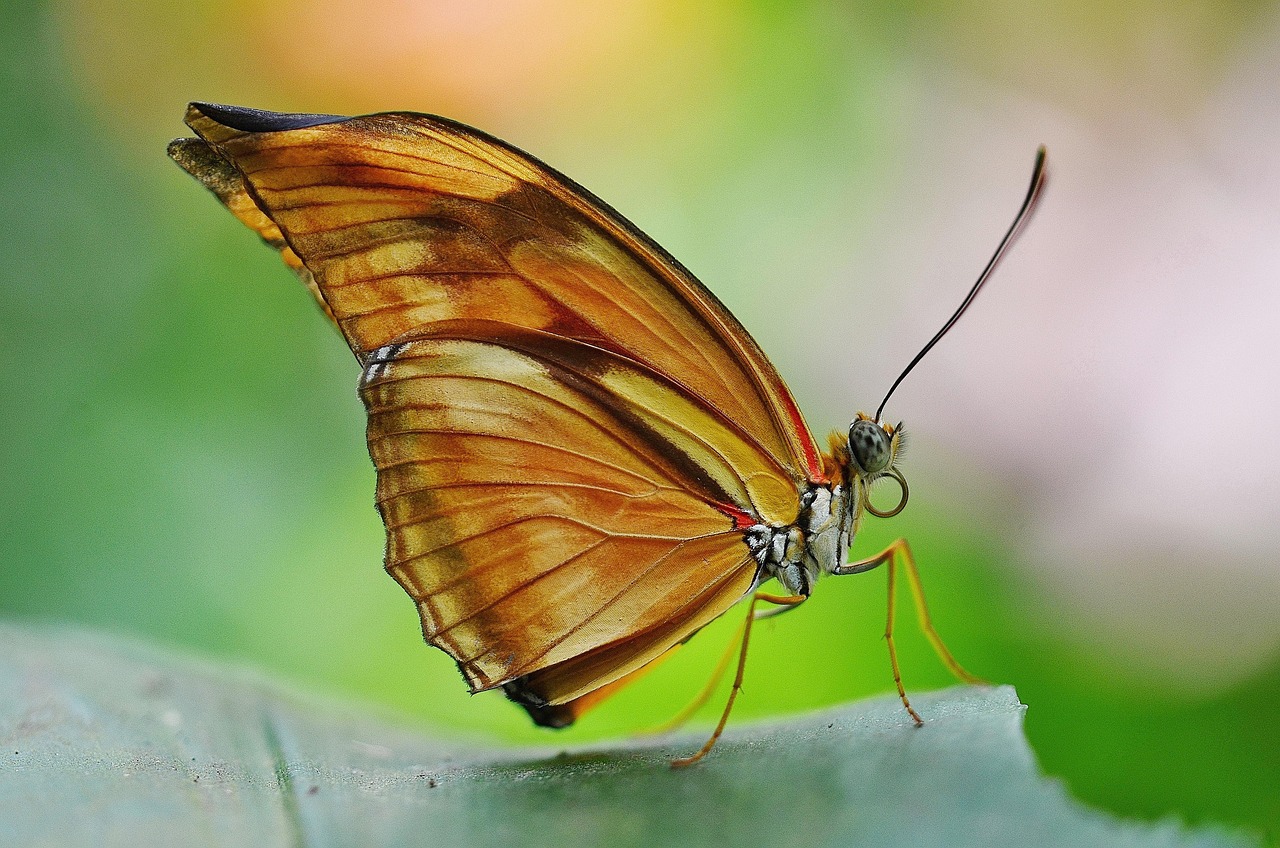 Más de 700 imágenes gratis de Mariposas Volando y Mariposa - Pixabay