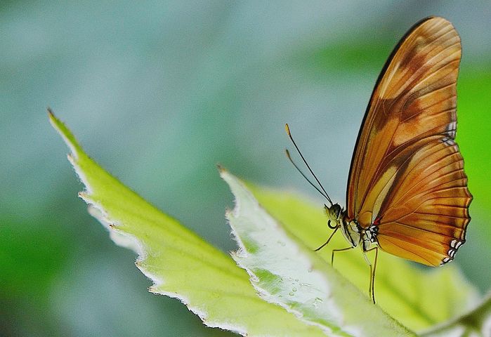 Más de 500 fotos de Mariposas Volando y Insecto gratis