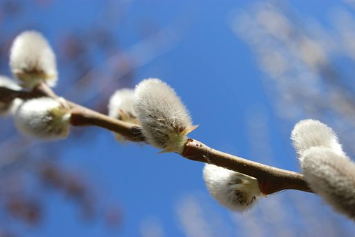 70+ kostenlose Weidenbäume und Weidenbaum-Bilder - Pixabay