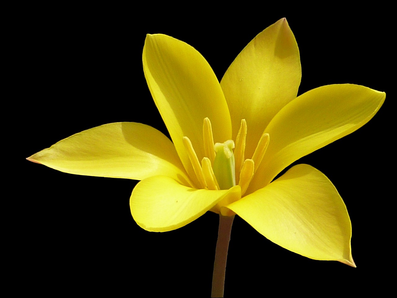 Bunga Tulip Kuning - Foto gratis di Pixabay