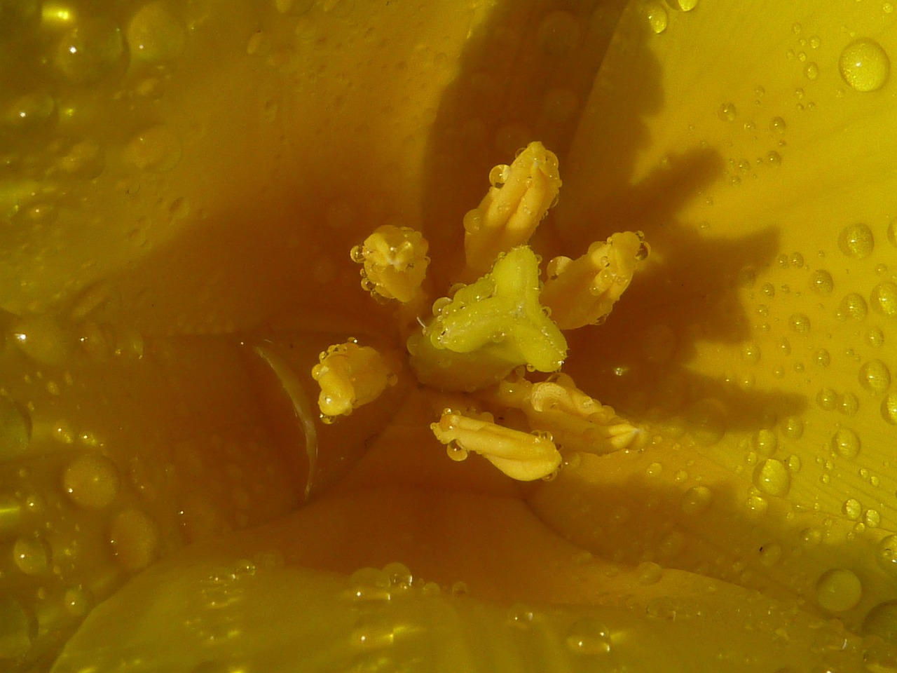 Flor Tulip Amarillo - Foto gratis en Pixabay - Pixabay