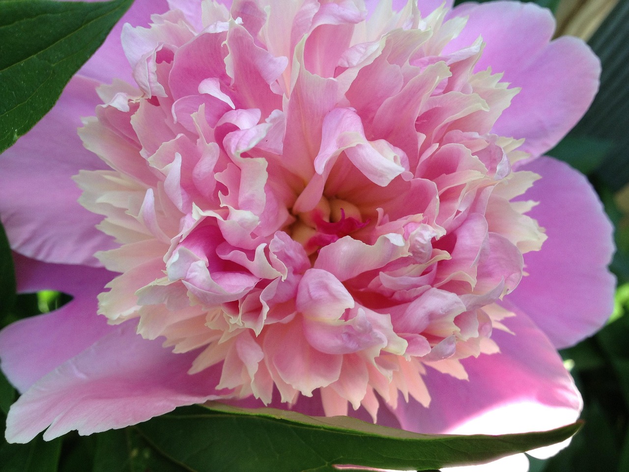 Flor Peonía Rosado - Foto gratis en Pixabay - Pixabay