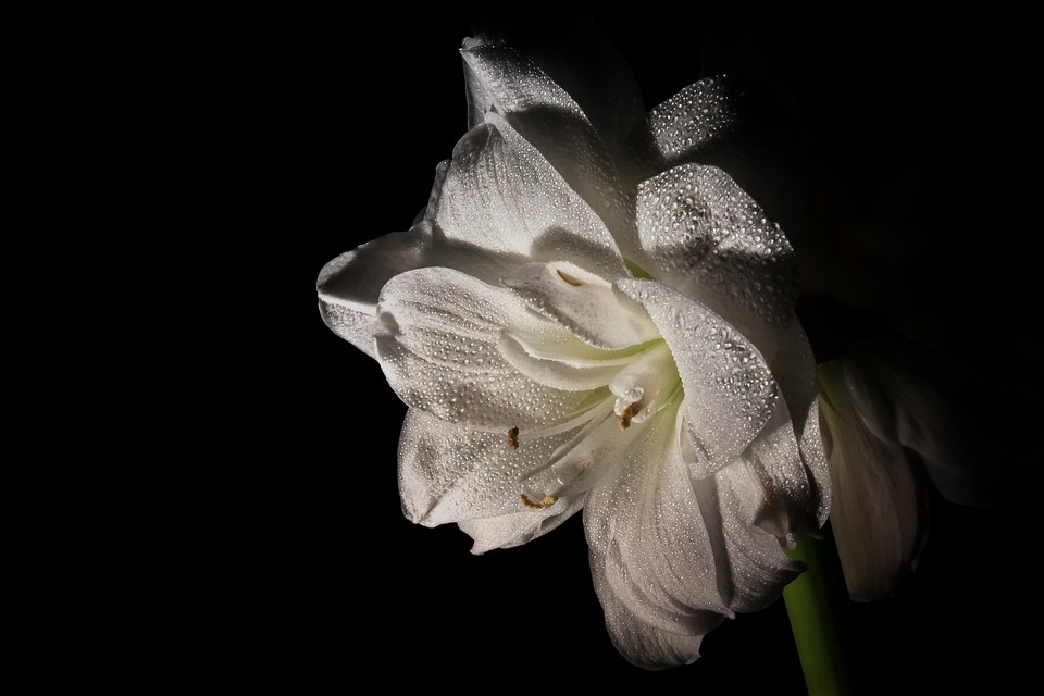 Amaryllis Flower Close Up - Free photo on Pixabay - Pixabay