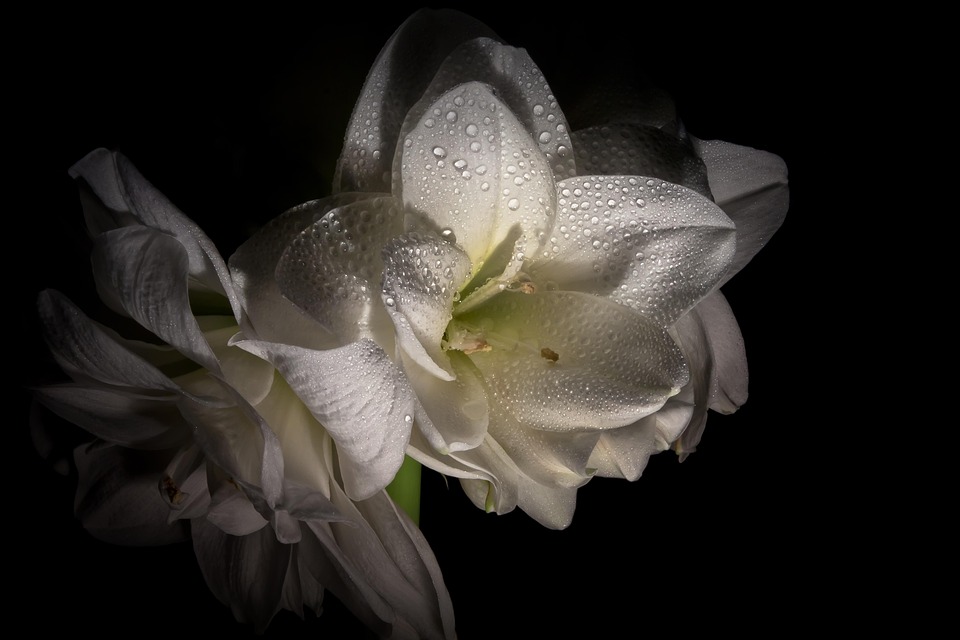 Amaryllis Flower Close Up - Free photo on Pixabay