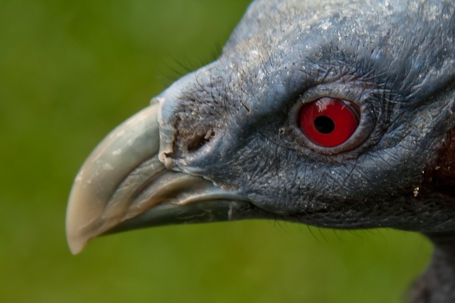 Bird Blue Eye - Free photo on Pixabay - Pixabay