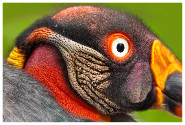 King Vulture Bird Birds Of Prey - Free photo on Pixabay