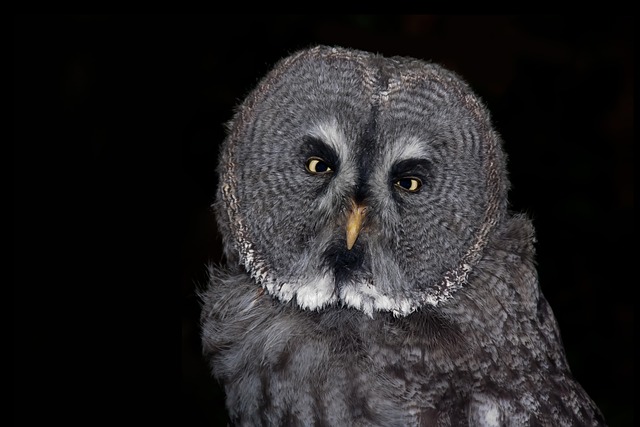 4.000+ gratis Owls- en Uil-foto's - Pixabay