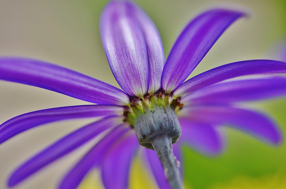 Cineraria Flower Plant - Free photo on Pixabay