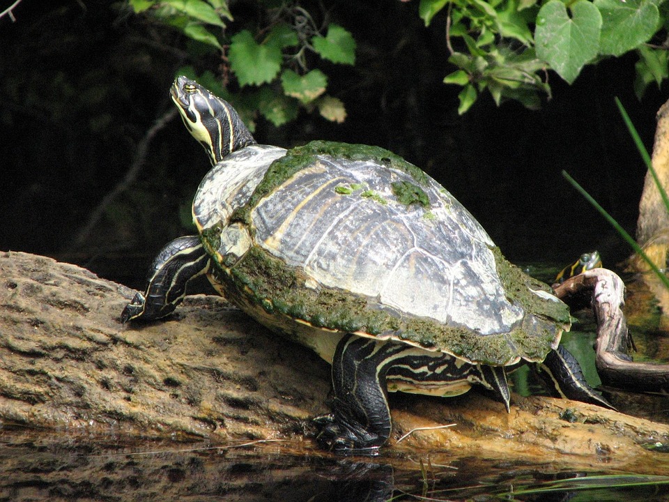 Turtle River Water - Free photo on Pixabay - Pixabay