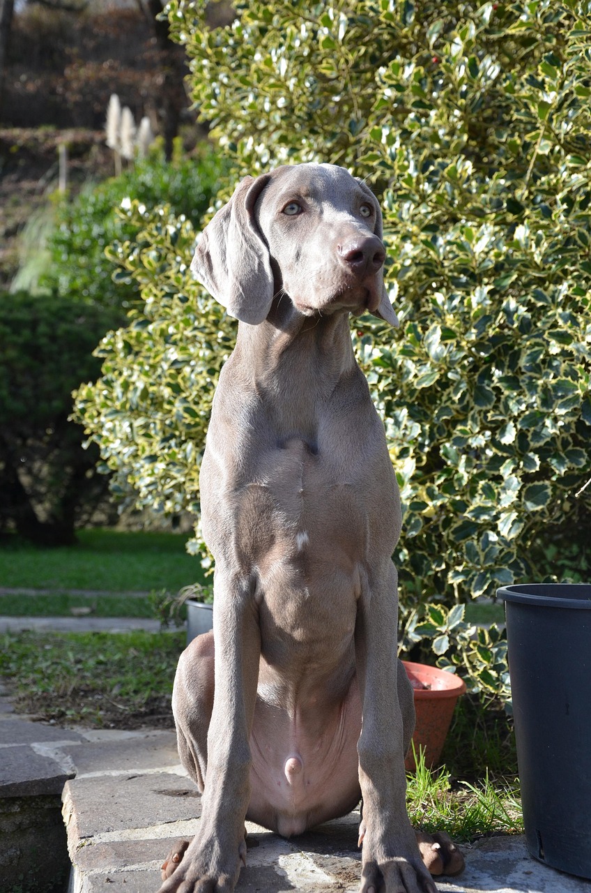 Perro Cachorro Sabueso Braco De - Foto gratis en Pixabay - Pixabay