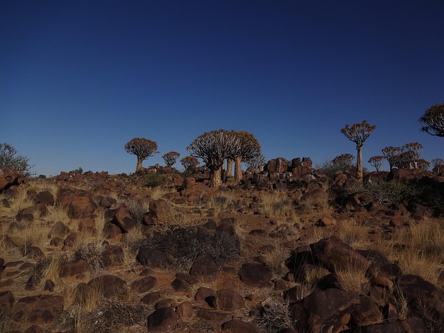 Namibia Quiver Tree Forest - Free photo on Pixabay - Pixabay
