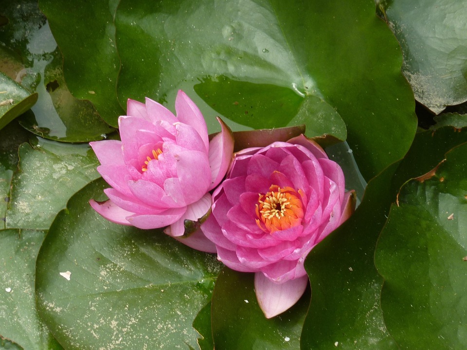 Lily Air Bunga Tanaman - Foto gratis di Pixabay - Pixabay