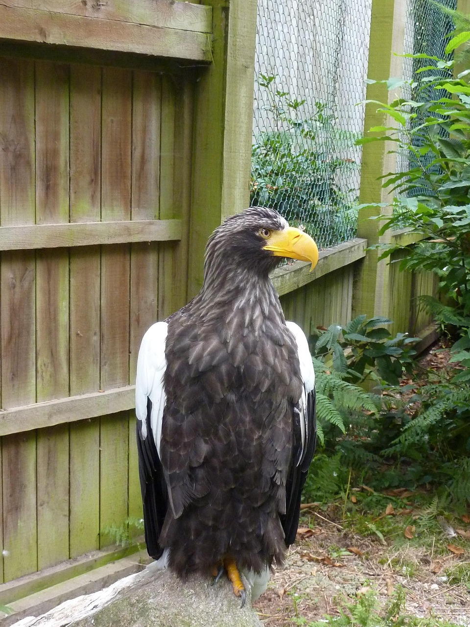 Bald Eagle Raptor - Free photo on Pixabay - Pixabay Bald Eagle Raptor - Free photo on Pixabay - Pixabay