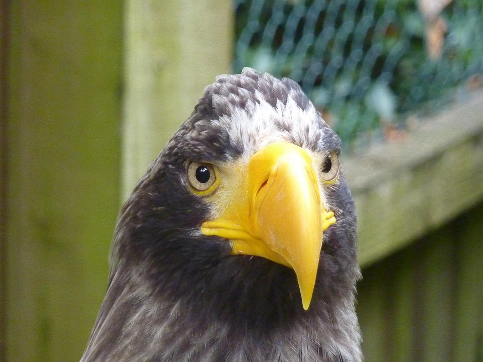 Pygargue Aigle - Photo gratuite sur Pixabay - Pixabay