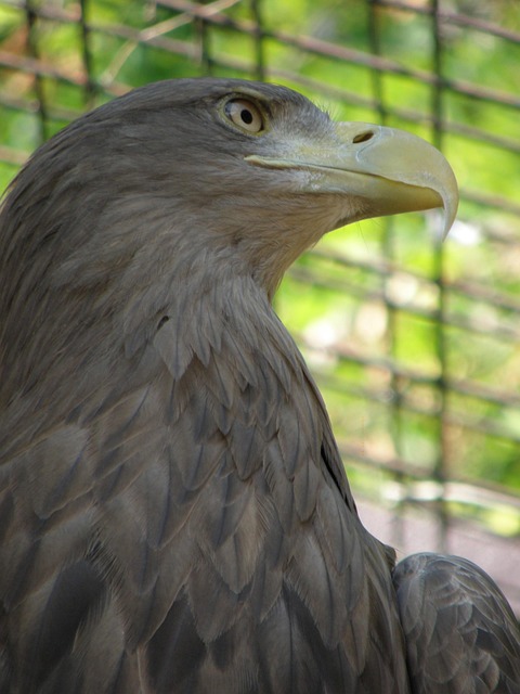 Adler Kopf Schnabel - Kostenloses Foto auf Pixabay - Pixabay
