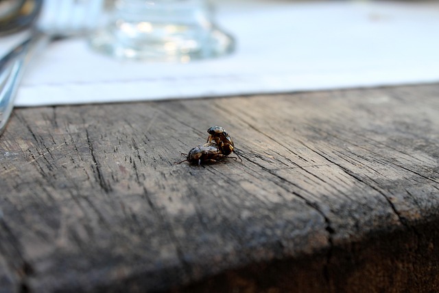 Insekten Reproduktion Zeugung - Kostenloses Foto auf Pixabay