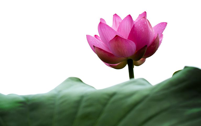 2,000+ Free Lotus Flower & Lotus Photos - Pixabay