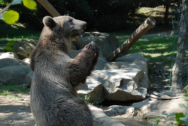 The Bear Brown Zoo - Free photo on Pixabay - Pixabay