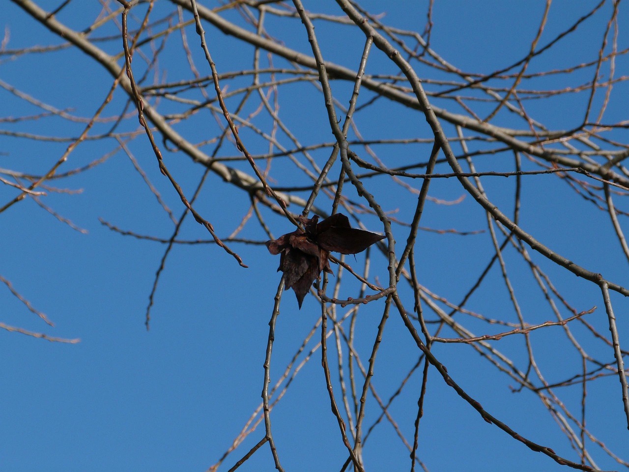 Branch Winter Foliage - Free photo on Pixabay - Pixabay