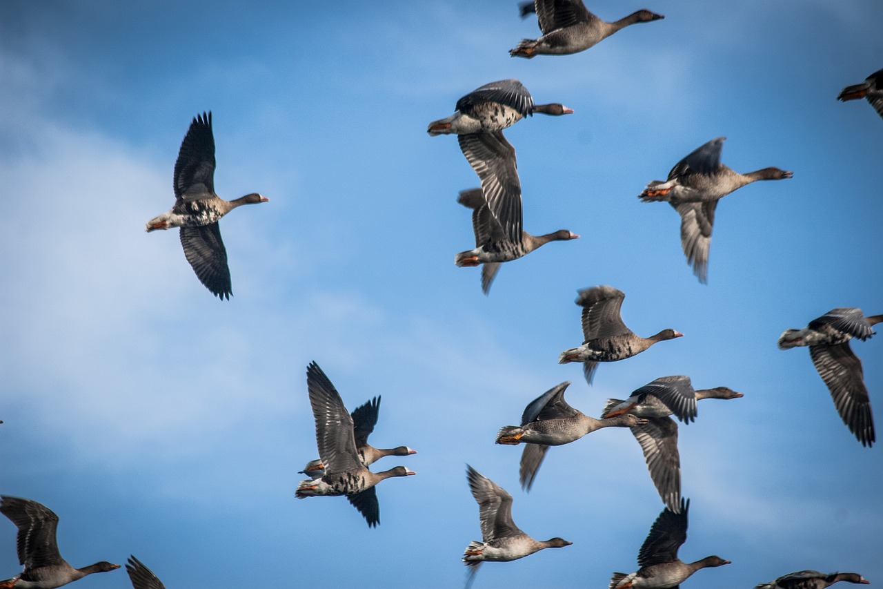 Gansos Animales Ganso - Foto gratis en Pixabay - Pixabay