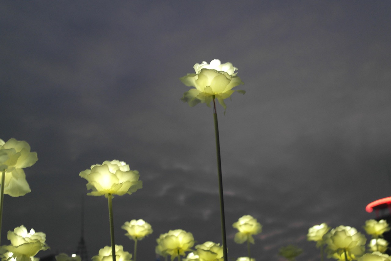 Mawar Seni Bunga Langit - Foto gratis di Pixabay - Pixabay