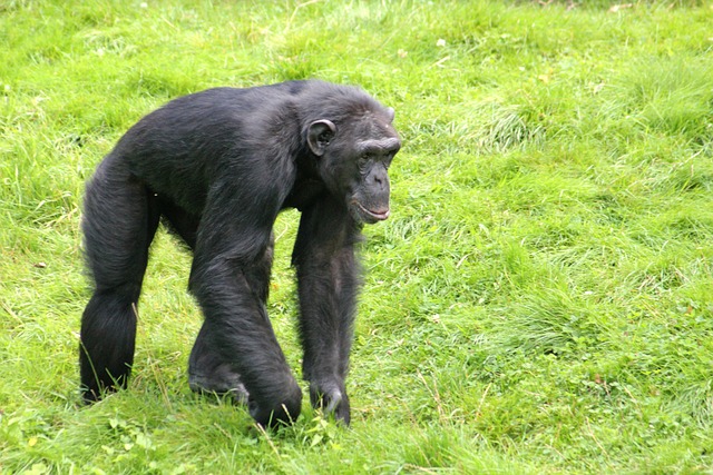 Gratis foto: Schimpans, Apa, Zoo, Primater - Gratis bild på Pixabay ...