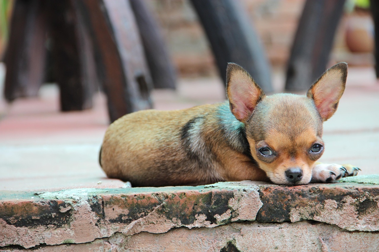 800+ Free Chihuahua & Dog Images - Pixabay
