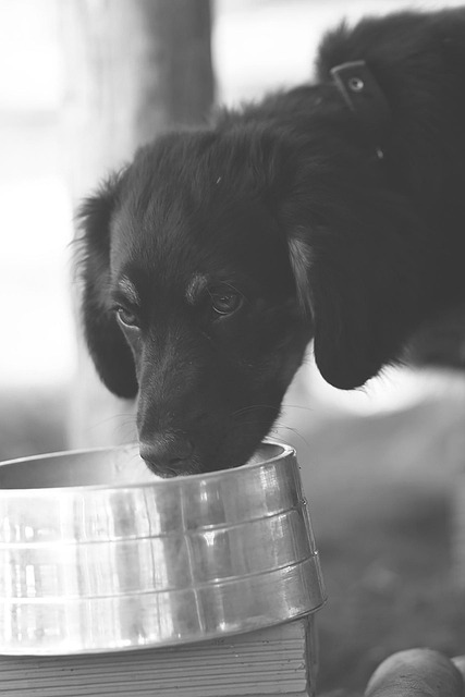 Dog Mutt Drinking - Free photo on Pixabay - Pixabay