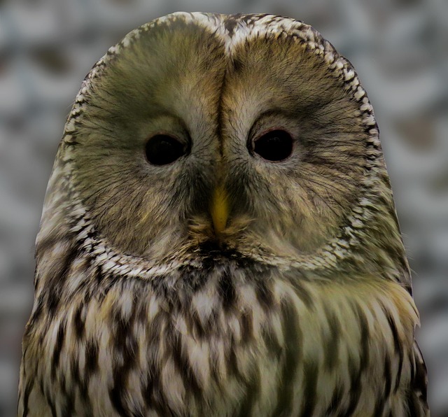 Owl Ural Bird Night - Free photo on Pixabay - Pixabay