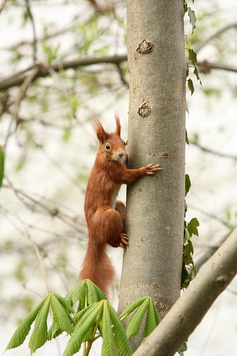 La Nature Écureuil Mignonne - Photo gratuite sur Pixabay - Pixabay