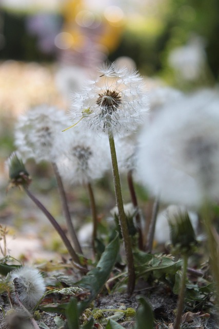 Pusteblumen Zart Nahaufnahme - Kostenloses Foto auf Pixabay