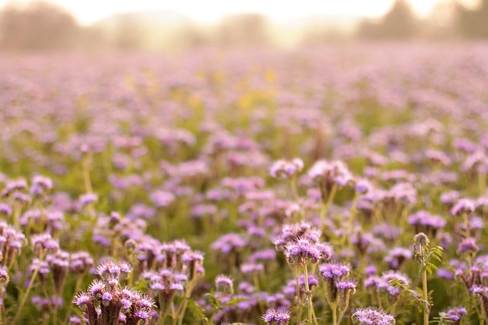Sea Of Flowers Purple Flower - Free photo on Pixabay - Pixabay