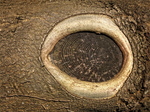 Madera Árbol Ojo - Foto gratis en Pixabay - Pixabay