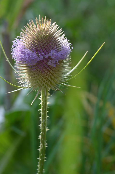 Cardo De Burro - Foto gratis en Pixabay - Pixabay