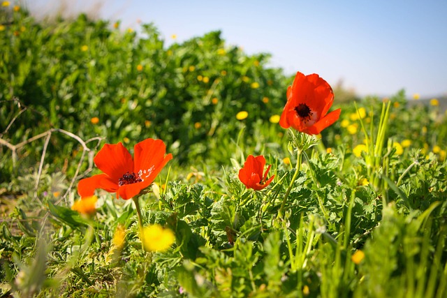 Poppy Red Flower - Free photo on Pixabay