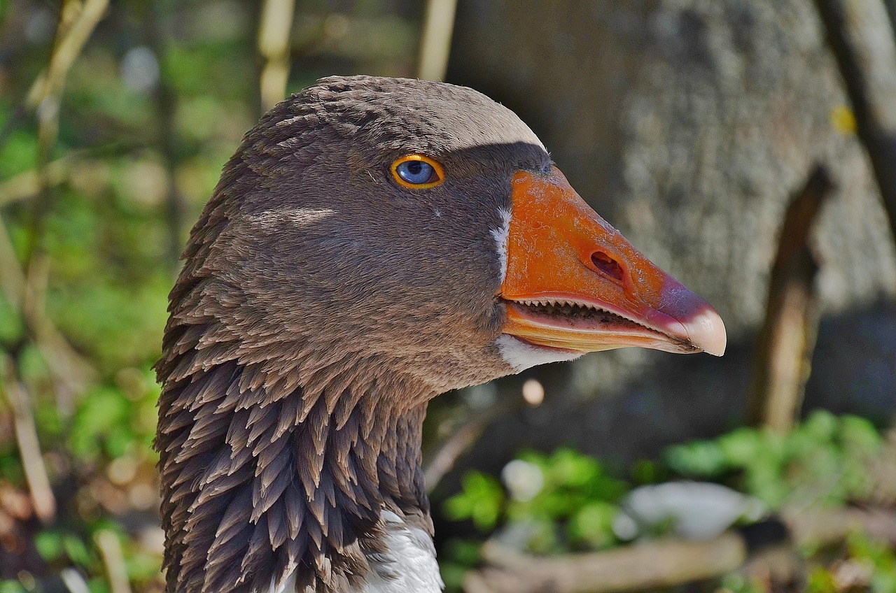 Pato Gansos Animal - Foto gratuita no Pixabay - Pixabay