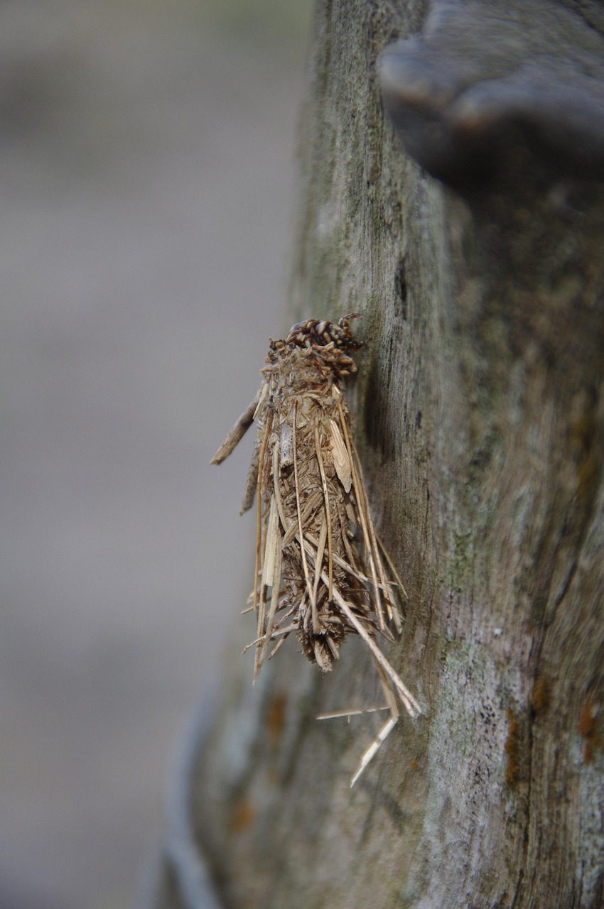 Insect Grub Bug - Free photo on Pixabay - Pixabay