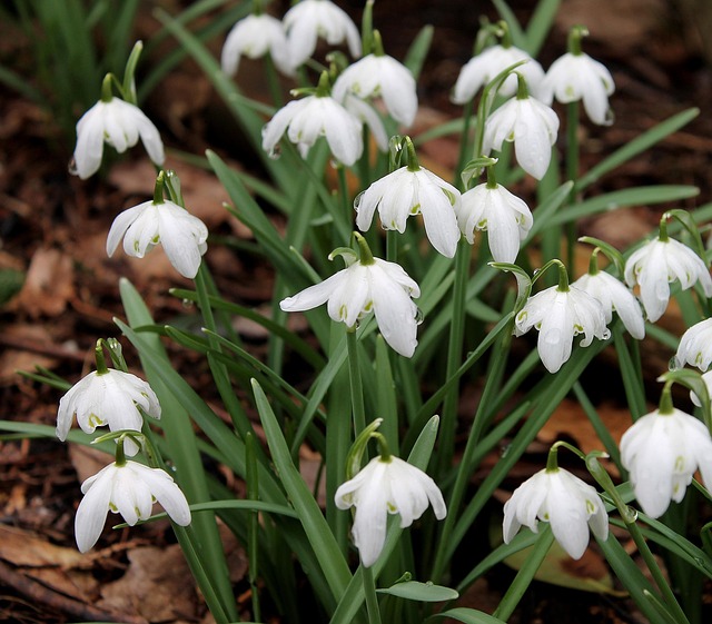 Perce-Neige Fleurs La Nature Le - Photo gratuite sur Pixabay - Pixabay