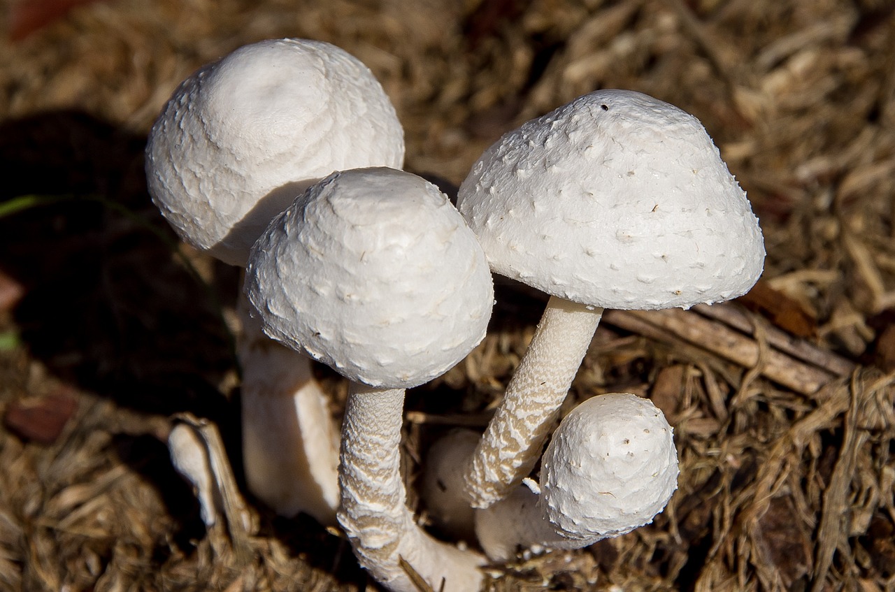 Champignon Blanche - Photo gratuite sur Pixabay - Pixabay