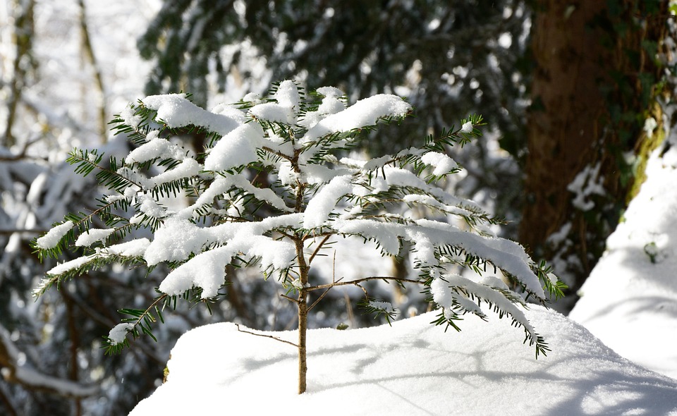 Tree Plant Winter - Free photo on Pixabay - Pixabay