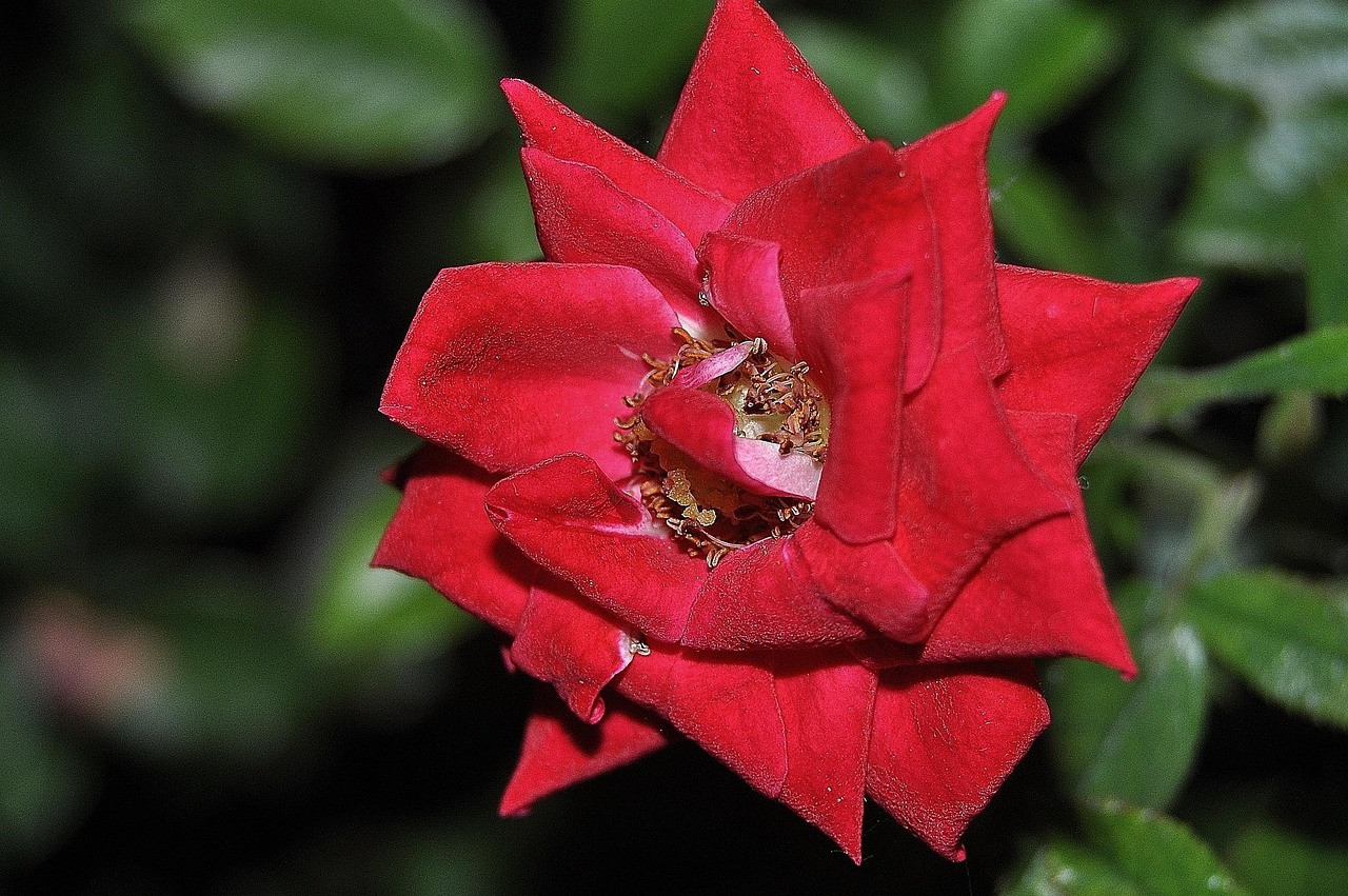 Rosa Rojo Flor - Foto gratis en Pixabay - Pixabay