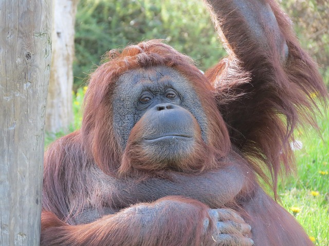 Orang-Utan Affe - Kostenloses Foto auf Pixabay - Pixabay