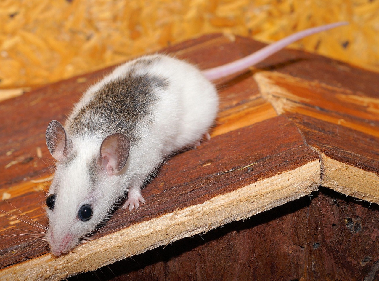 White Mouse Black Eyes
