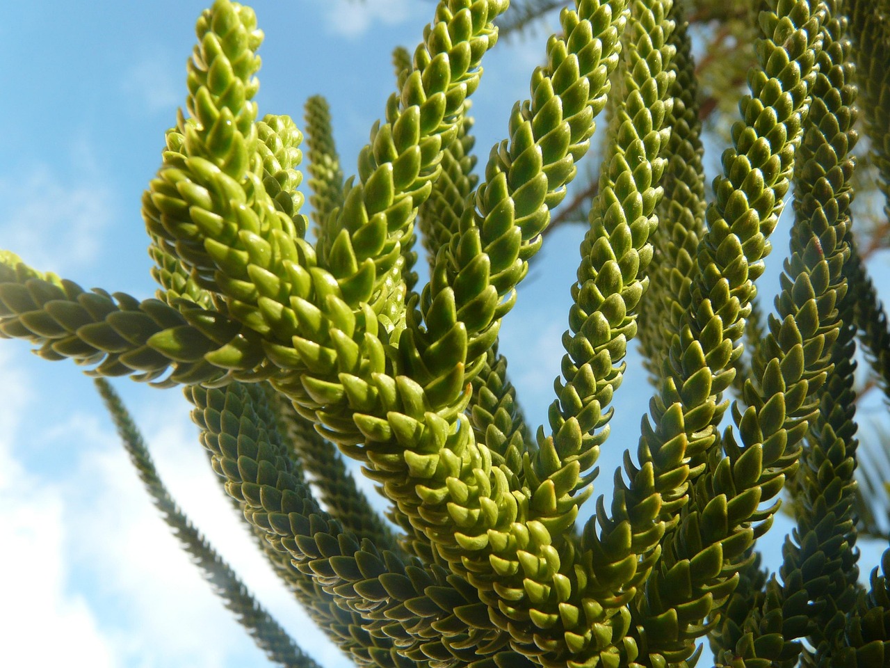 Naaldplanten Naaldboom Mediterrane - Gratis foto op Pixabay - Pixabay